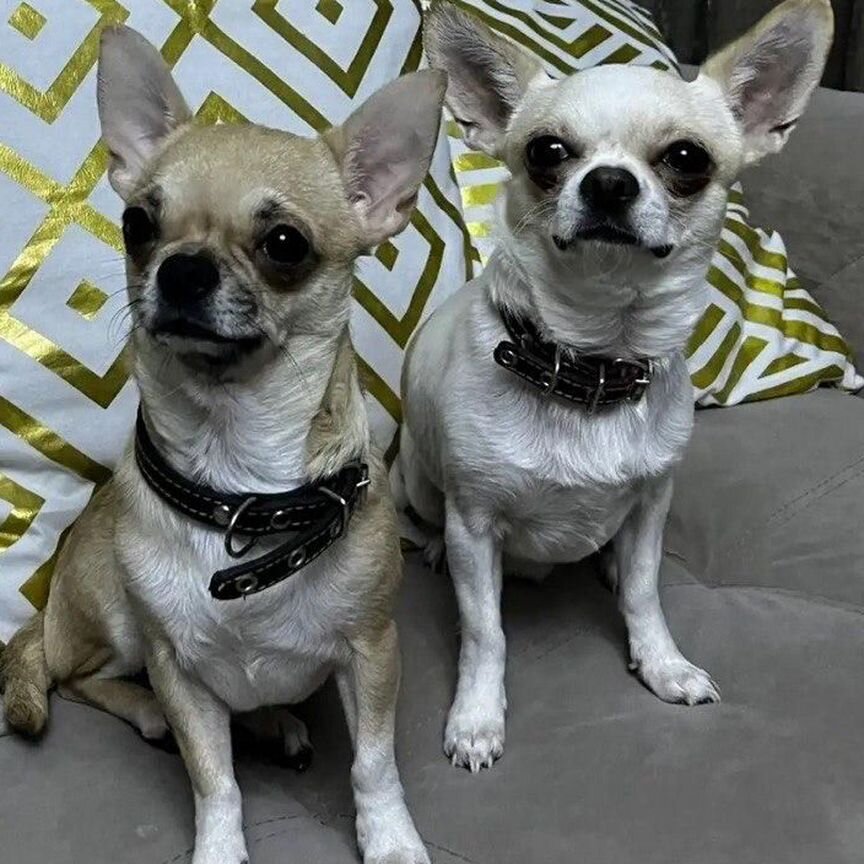 Чихуахуа, щенок