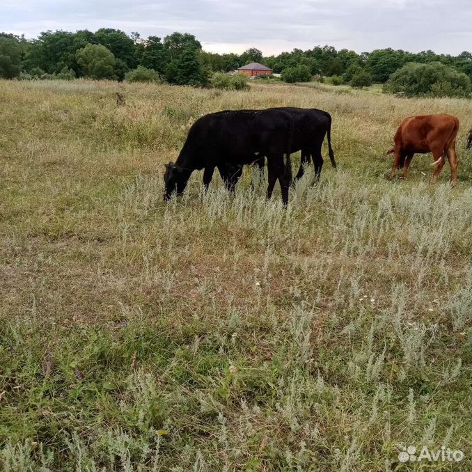 Три тёлочки от хороших коров 33 тыс. за одну