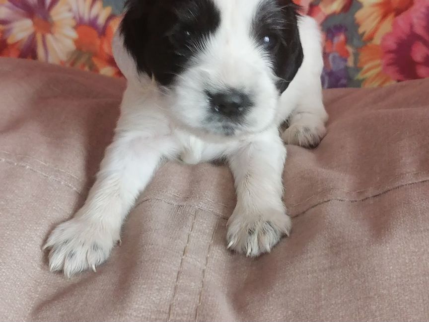 Продам щенков русский спаниель