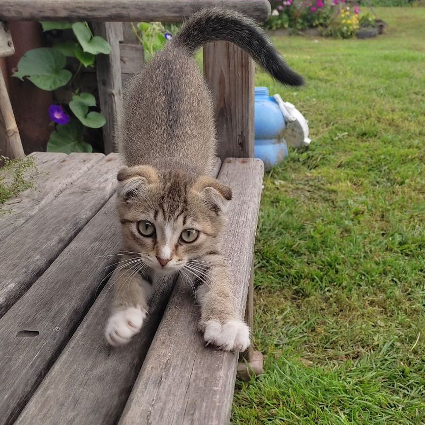 Котенок