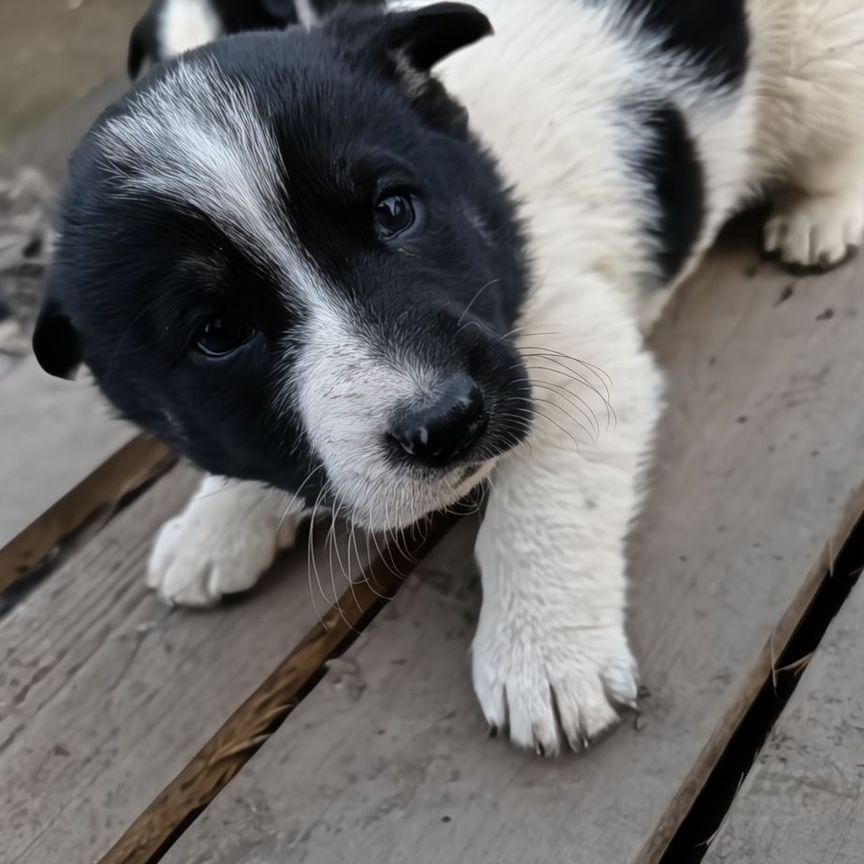 Сибирский хаски, щенок