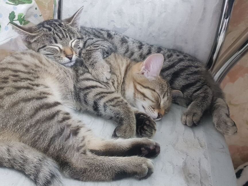 Котята супер красивые 3-4 месяца