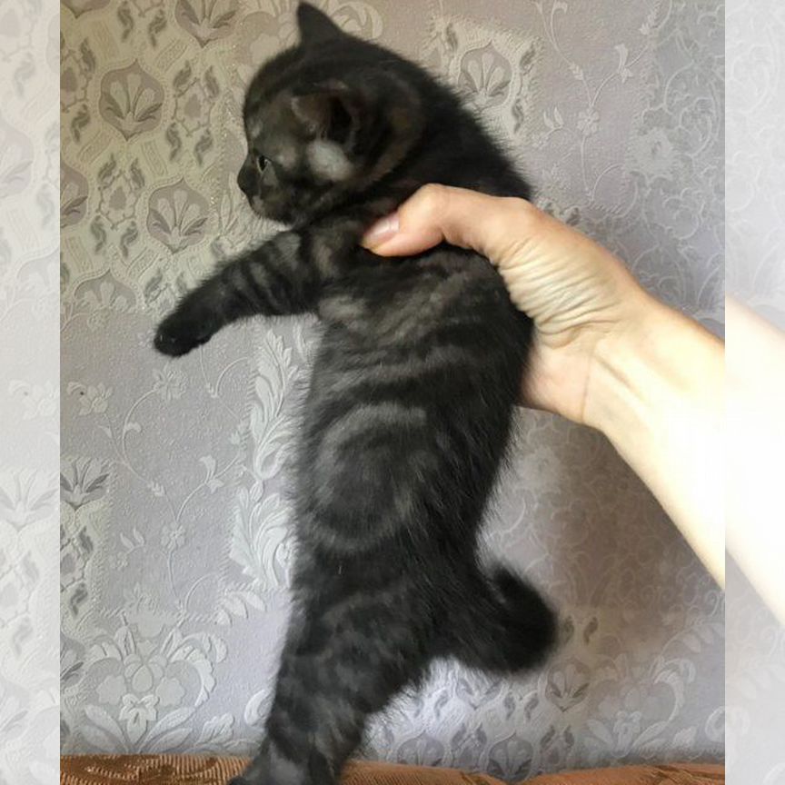 Шотландский прямоухий короткошёрстный котёнок
