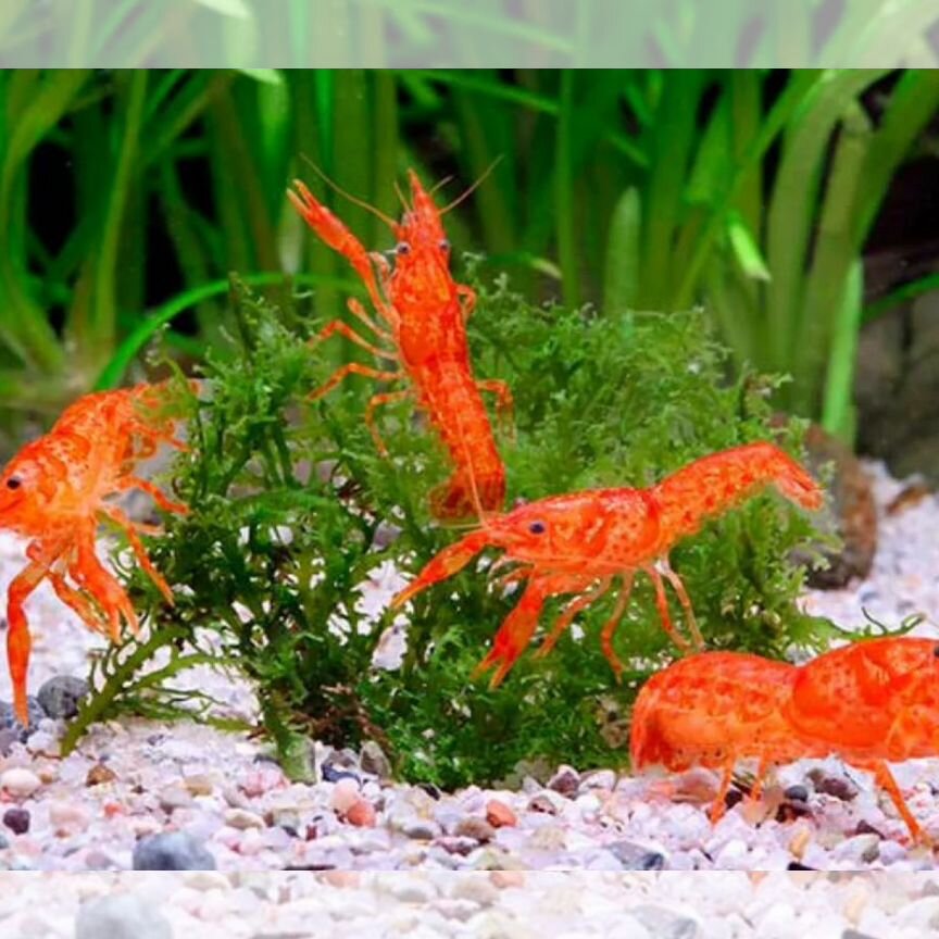 Мексиканские карликовые раки