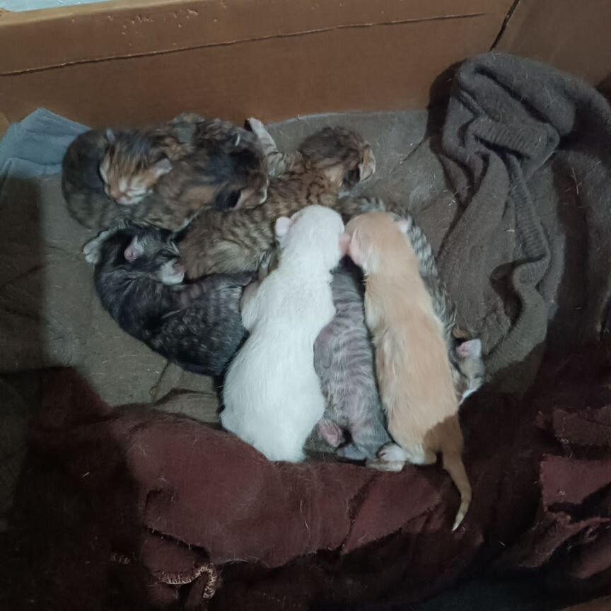 Котята в добрые руки