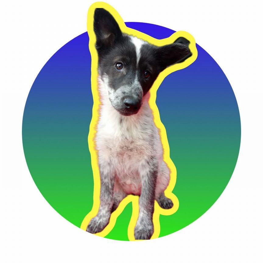 Щенок в добрые руки