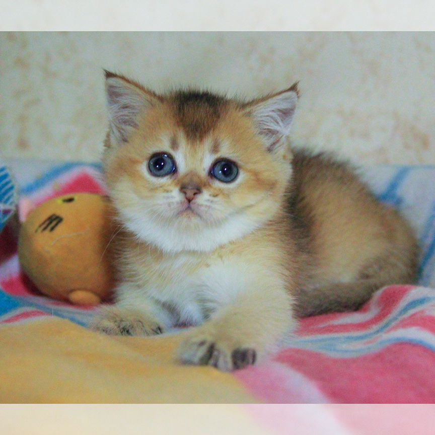 Кокосик - золотой котик