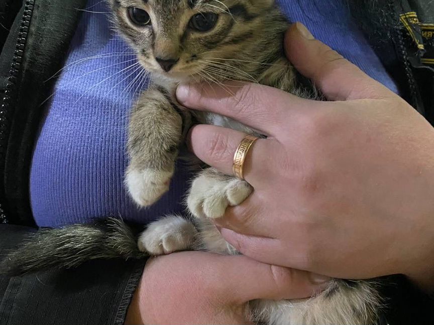 Помогите котятам, отдам в добрые руки