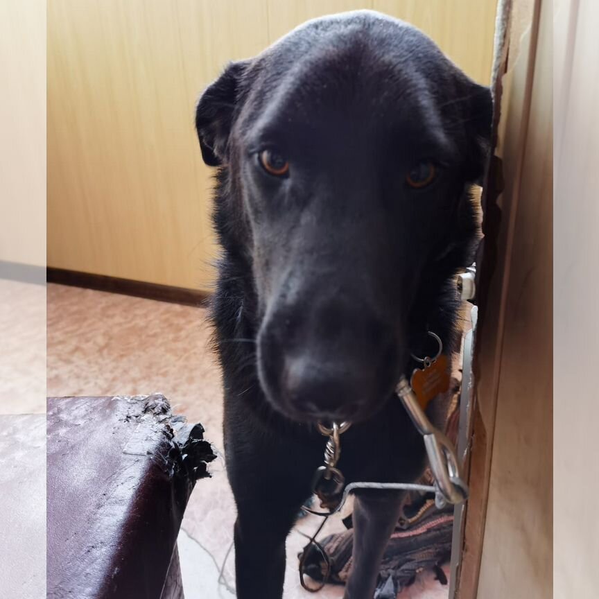 Лабрадор
