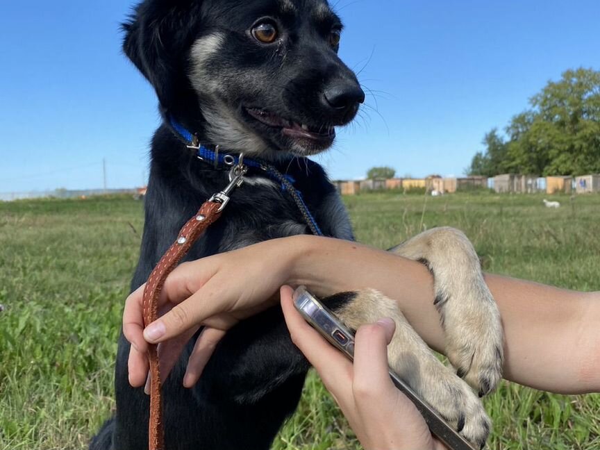 Собака в добрые руки