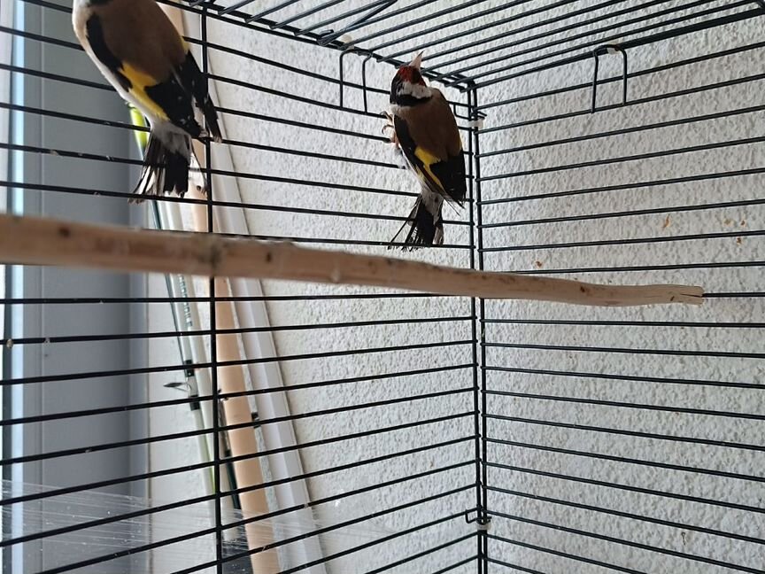 Птица щеголь