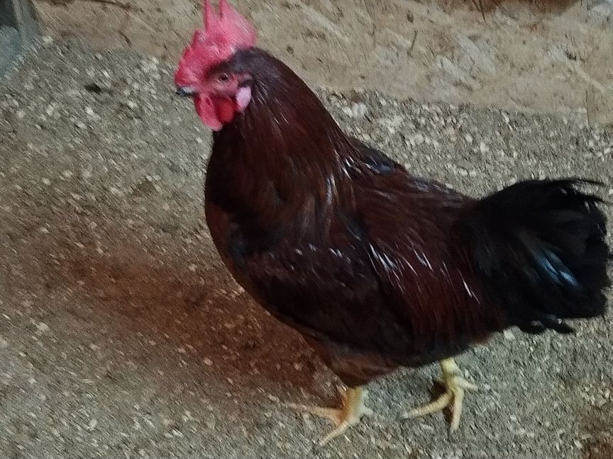 Молодой петух