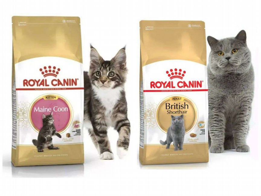 Сухой корм Роял Канин британский,Мейн кун 13-14 кг