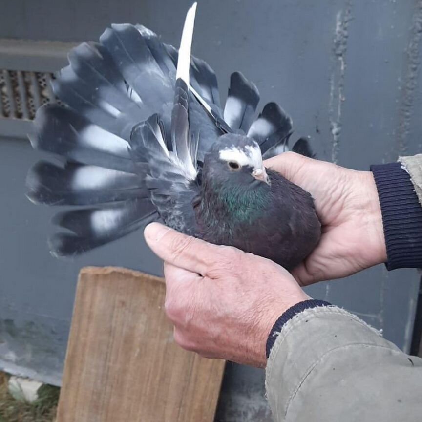 Голуби курские