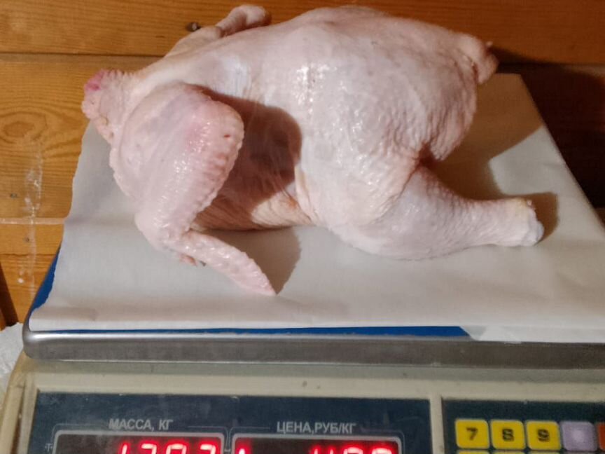Цыплята бройлеры мясо