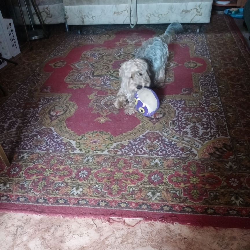 Йоркширский терьер, щенок