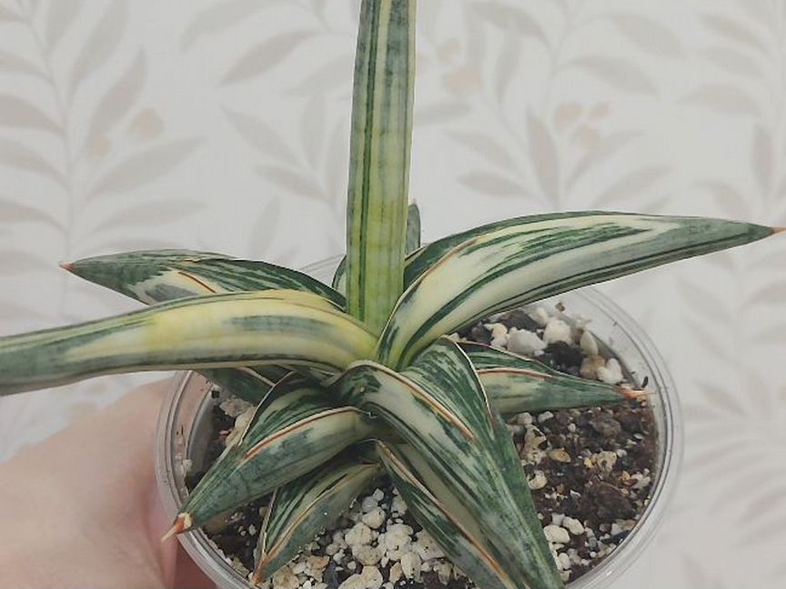 Sansevieria blue clone white variegated