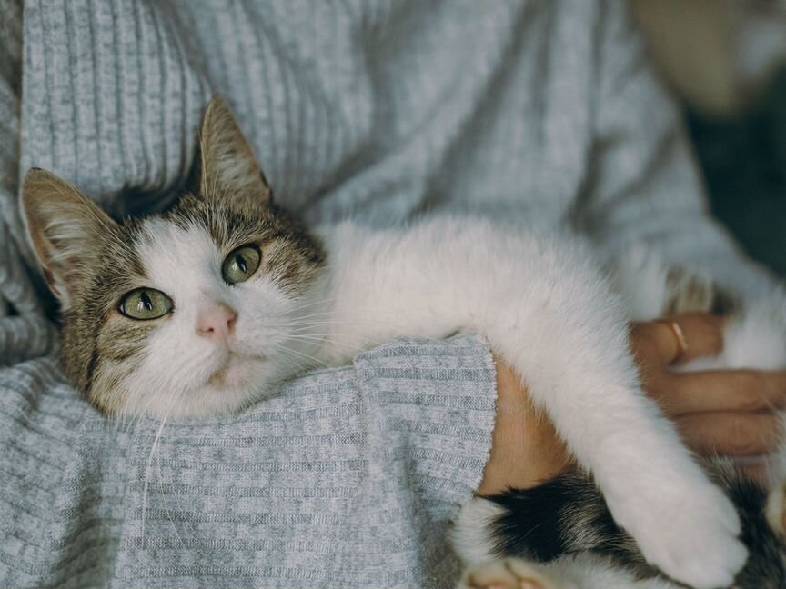 Кошка Мышка