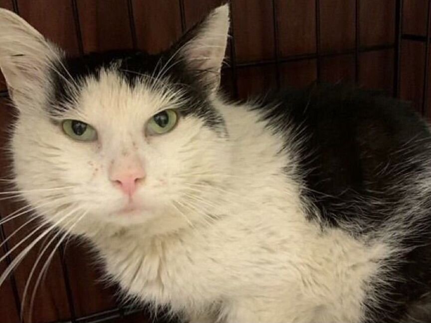 Наверное он так и не узнает что такое дом и забота