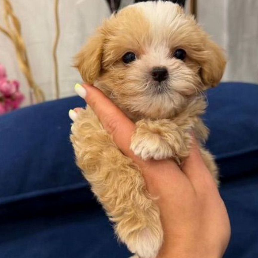 Мальтипу, щенок