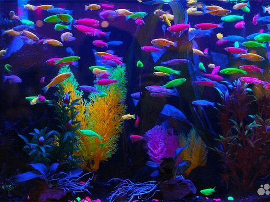 Аквариумные рыбки Данио