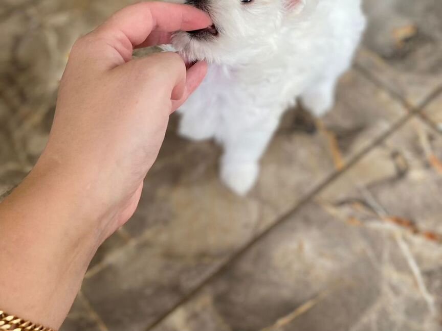 Щенки мальтезе мини