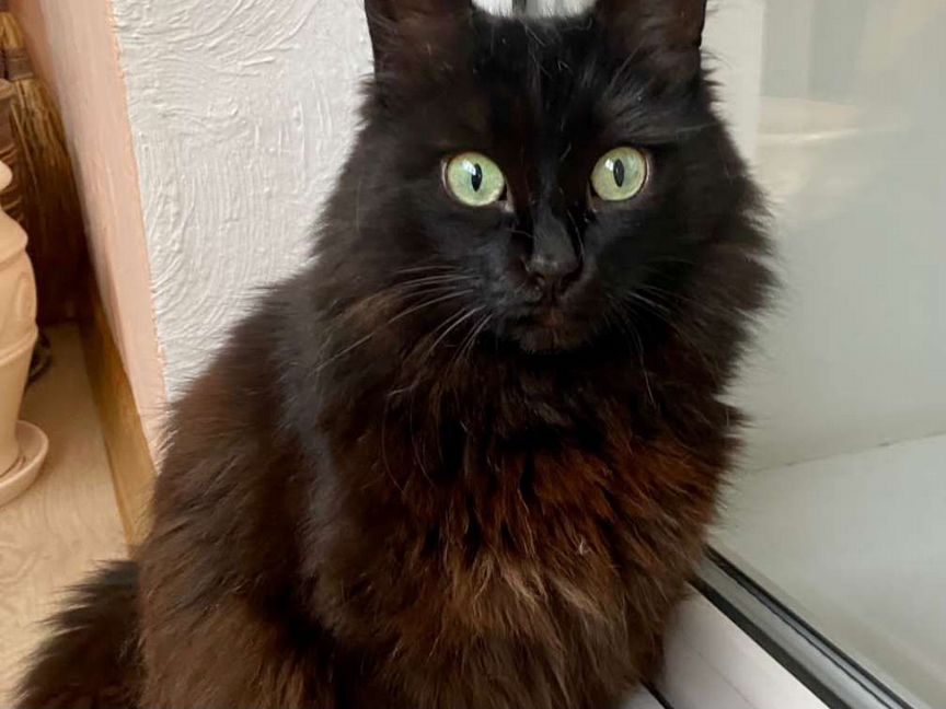 Кошка