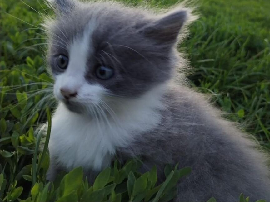 Котята в добрые руки бесплатно мальчик