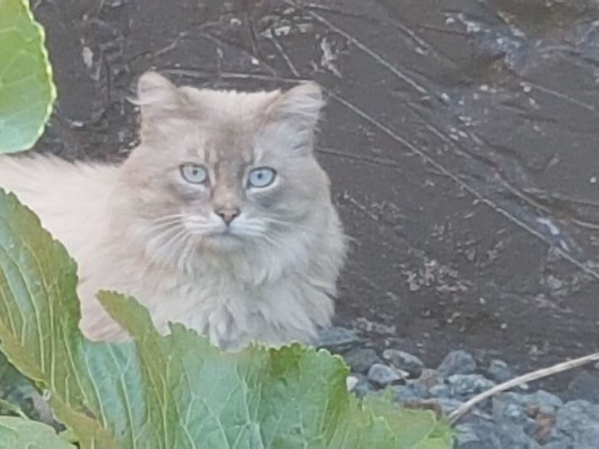 Кот Нептун, в надежде на чудо