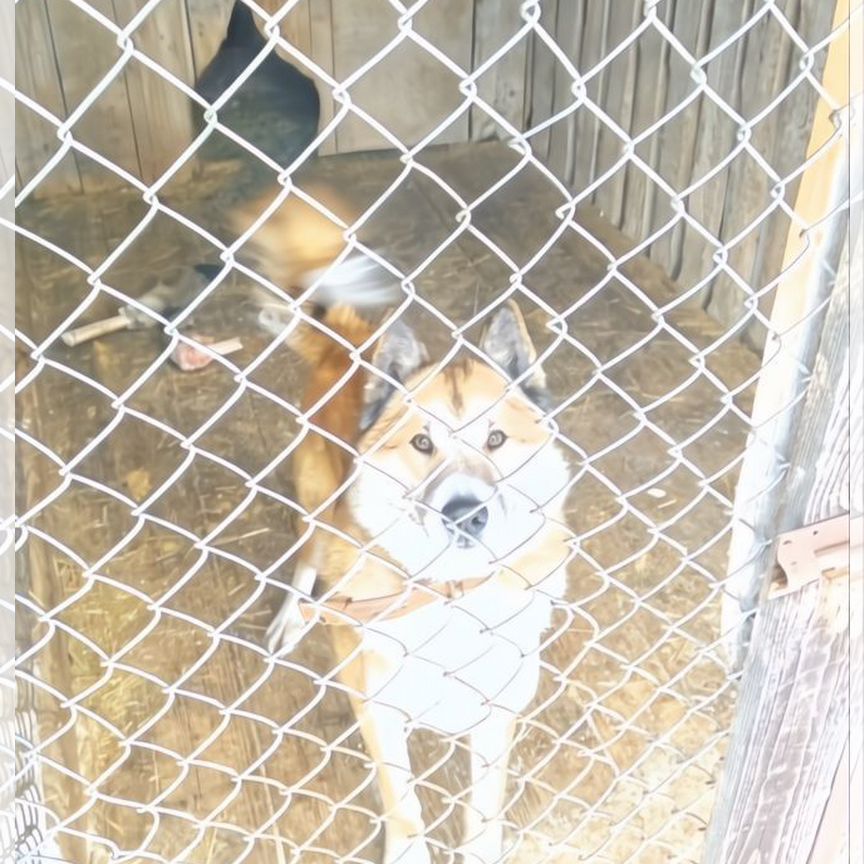 Лайка, щенок