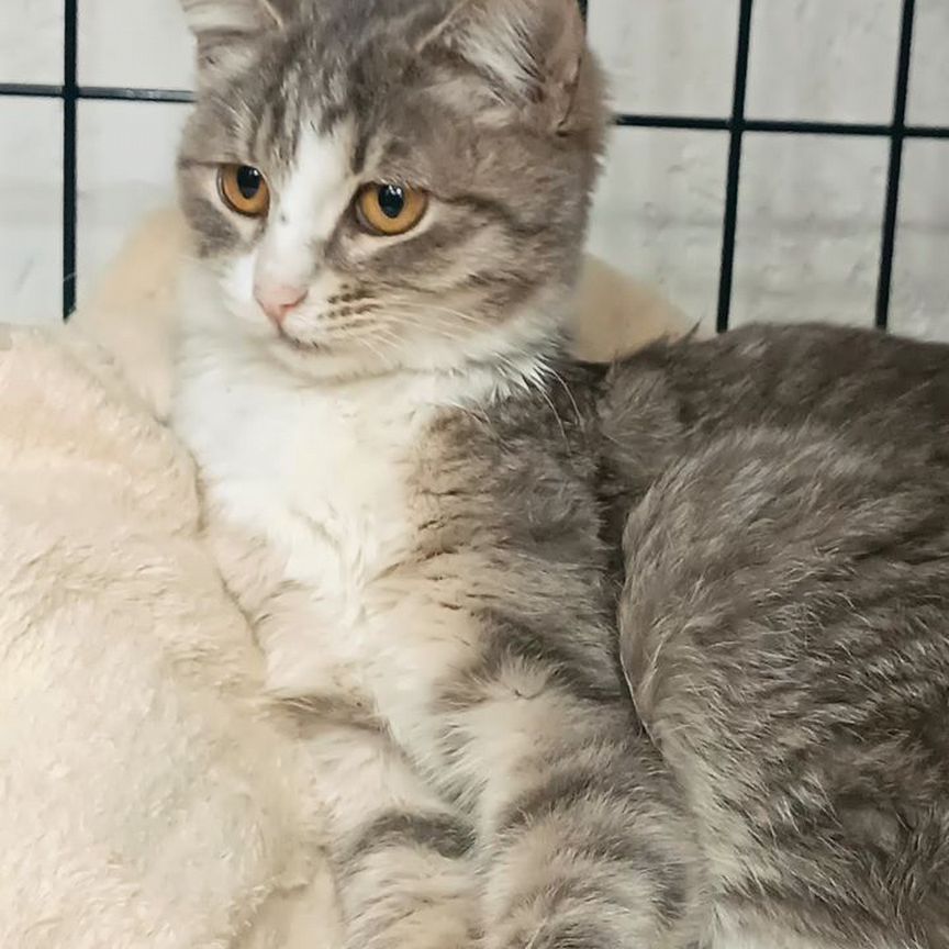 Кошечка в добрые руки