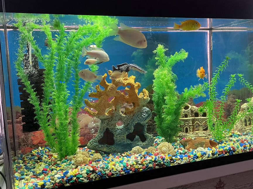 Аквариум