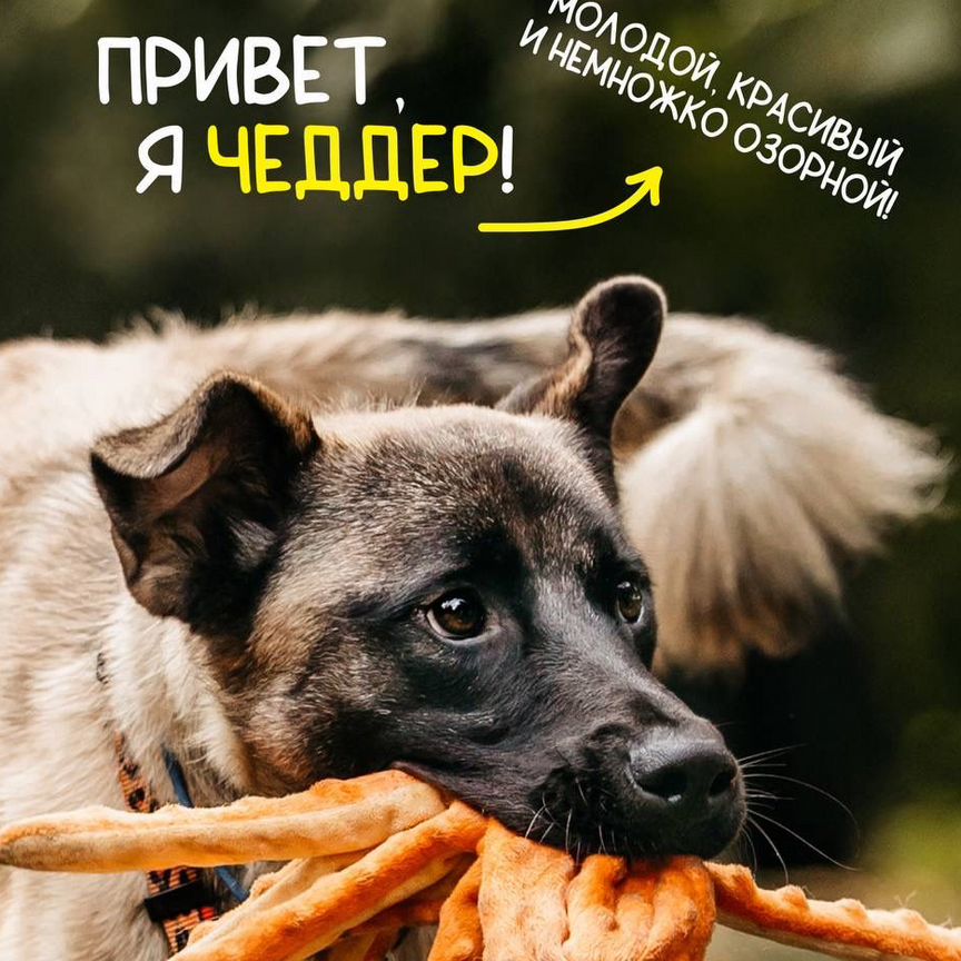 Взрослый пёс в добрые руки