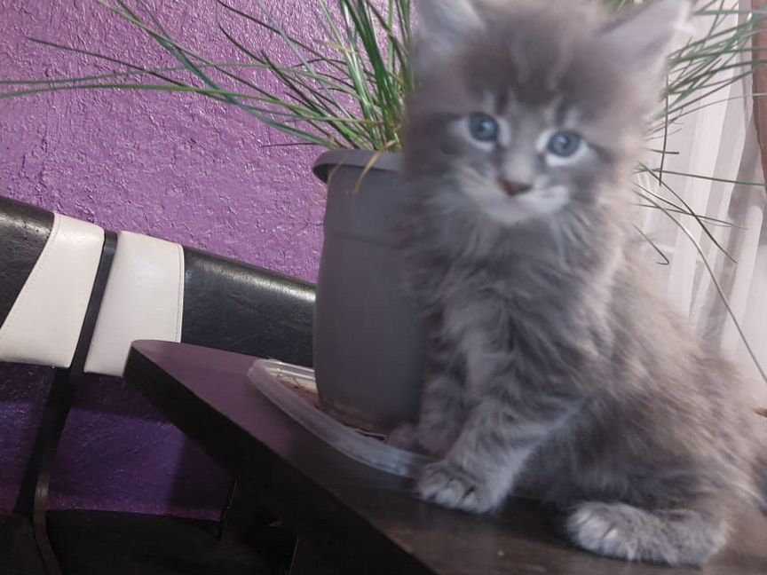 Котята Майн куны