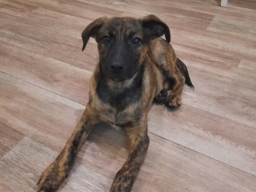 Щенок мальчик