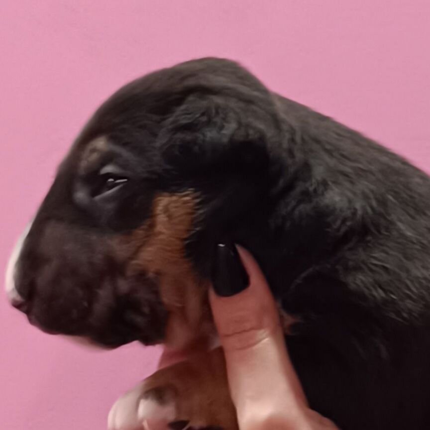 Бультерьер, щенок