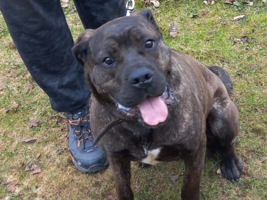 Отдам породистую собаку