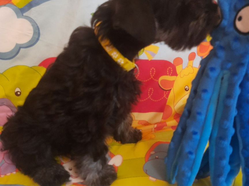 Щенки цвергшнауцера