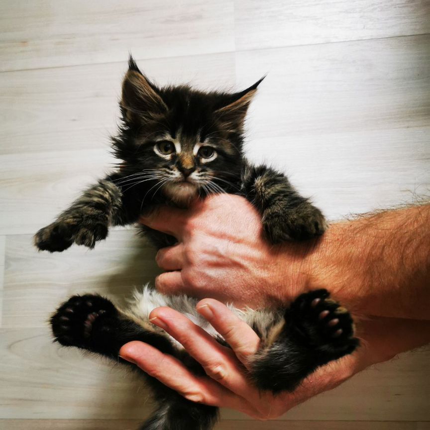 Котята мейн-кун