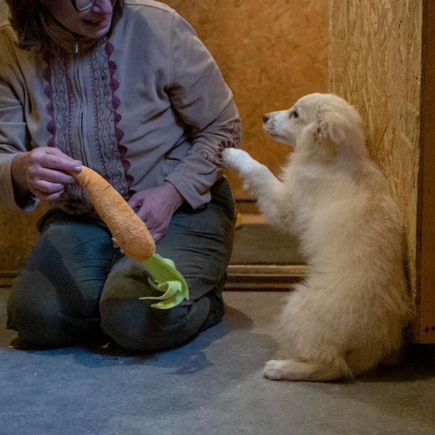 Щенок в добрые руки