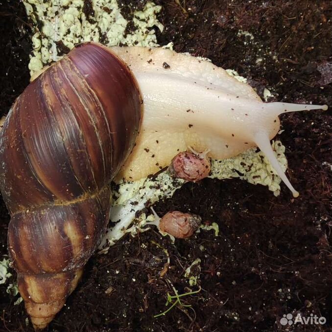 Улитка ахатина фулика альбино