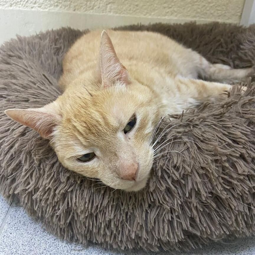 Котище в дар