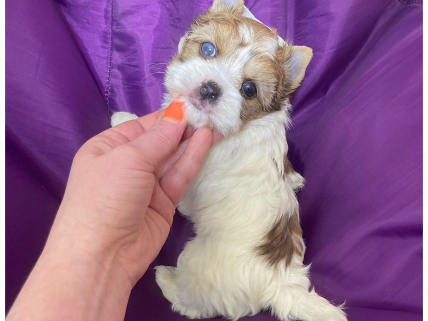 Золотой йорк с голубыми глазами мальчик