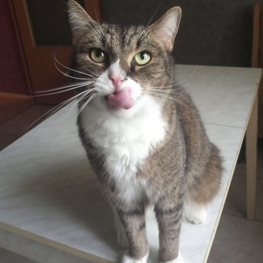 Котик Хакер ищет любящую семью