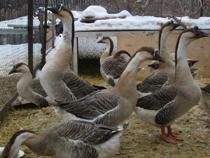 Инкубационные яйцо гусей кубанской породы