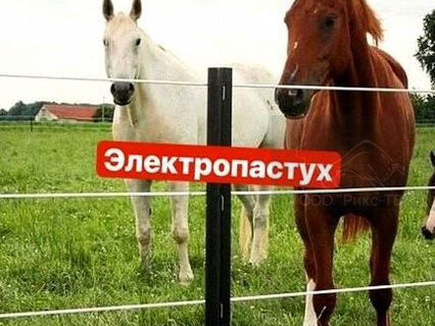 Электропастух для мясных крс