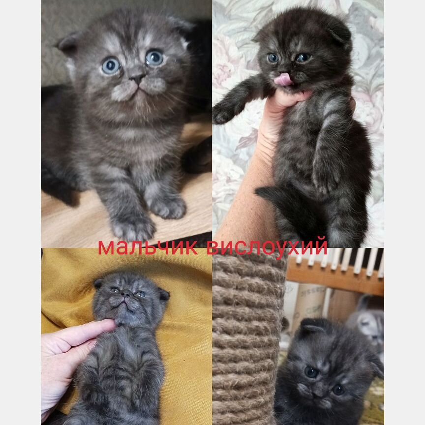 Шотландские котята