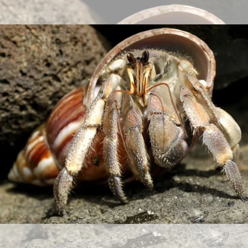 Рак отшельник 2,5см - Coenobita sp