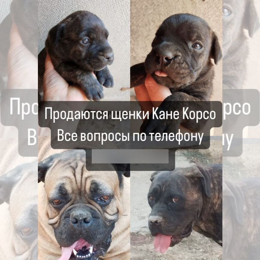 Кани corsa щенки