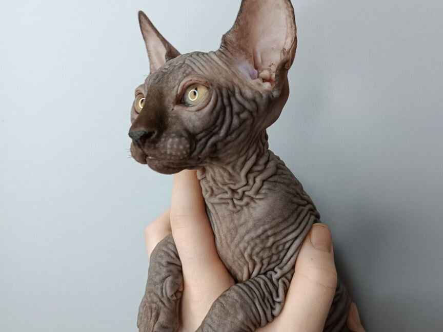 Канадский сфинкс котенок